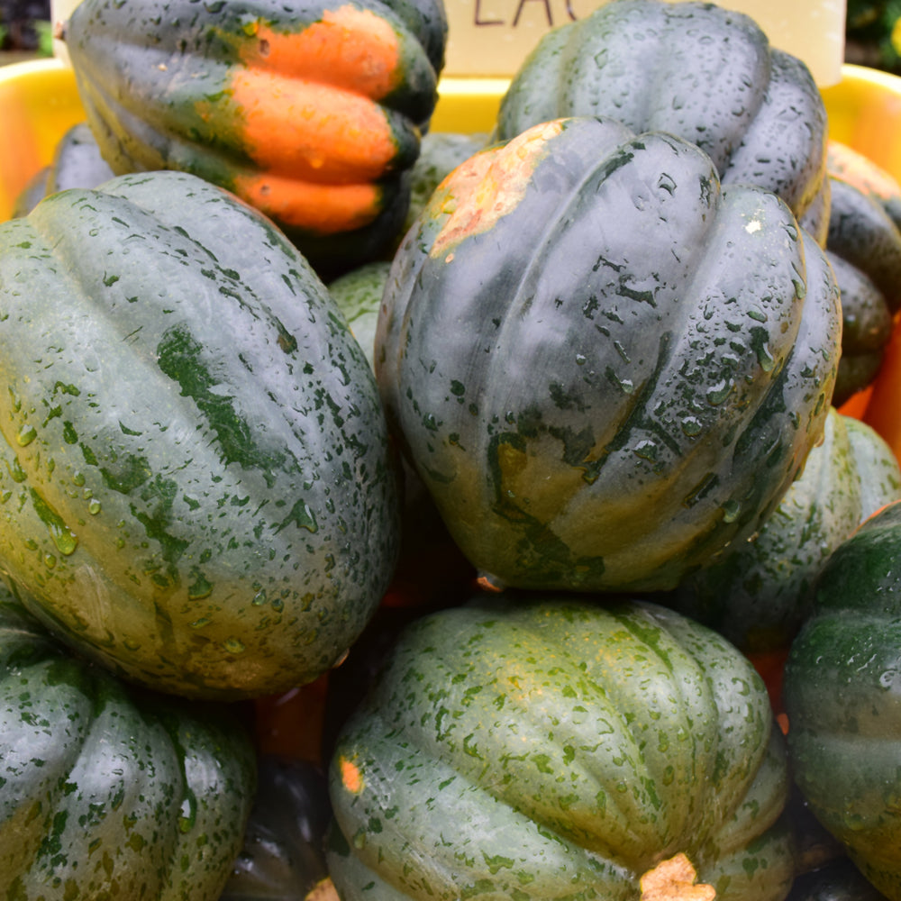 Organic Seed- Squash Table Queen – Knippel Garden Centre