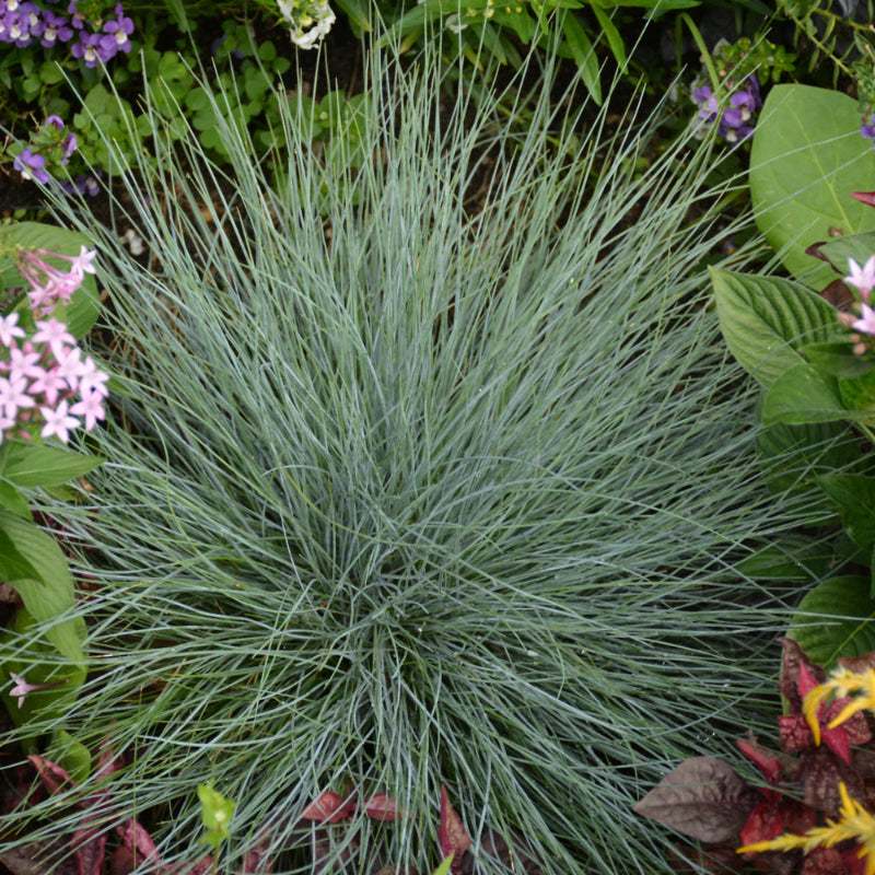 FESTUCA BEYOND BLUE – Knippel Garden Centre