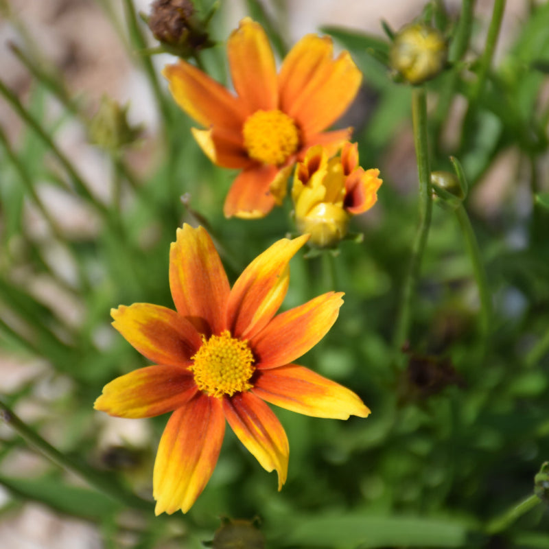 COREOPSIS LIL BANG ORANGE ELF – Knippel Garden Centre