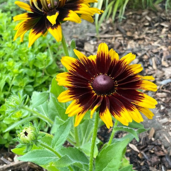 Sun-Tolerant Perennials – Knippel Garden Centre