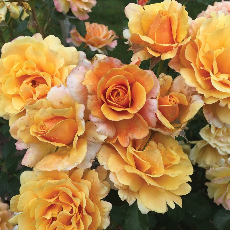 ROSE FLORIBUNDA GOLD AND GREAT – Knippel Garden Centre