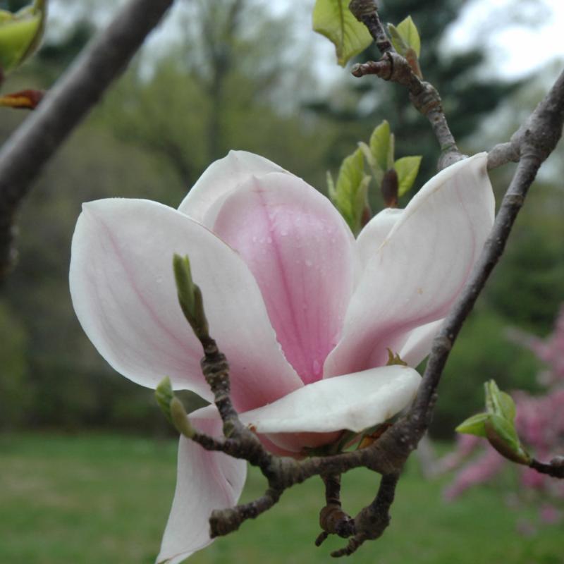 MAGNOLIA SAUCER SAN JOSE – Knippel Garden Centre