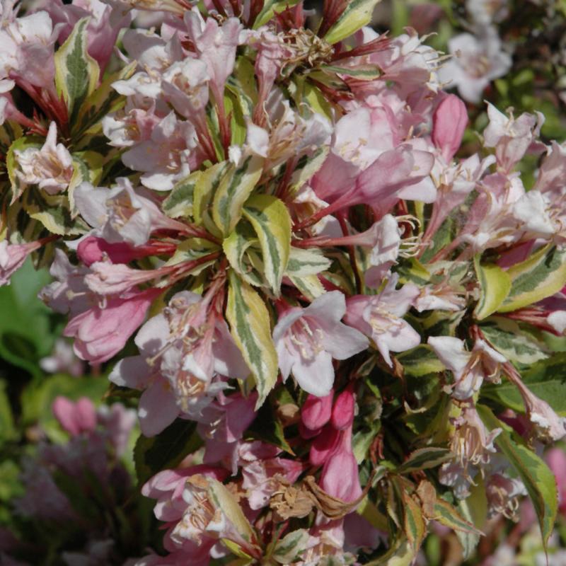 WEIGELA RAINBOW SENSATION – Knippel Garden Centre