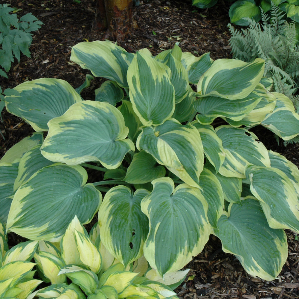 HOSTA EARTH ANGEL – Knippel Garden Centre