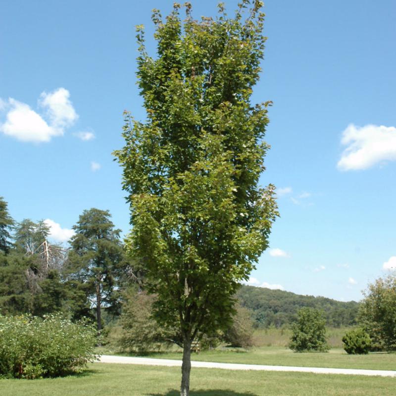 MAPLE RED ROCKET – Knippel Garden Centre