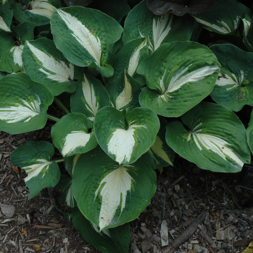 HOSTA DREAM QUEEN – Knippel Garden Centre