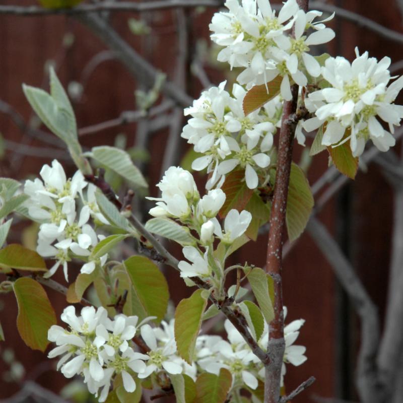 SASKATOON BERRY MARTIN – Knippel Garden Centre