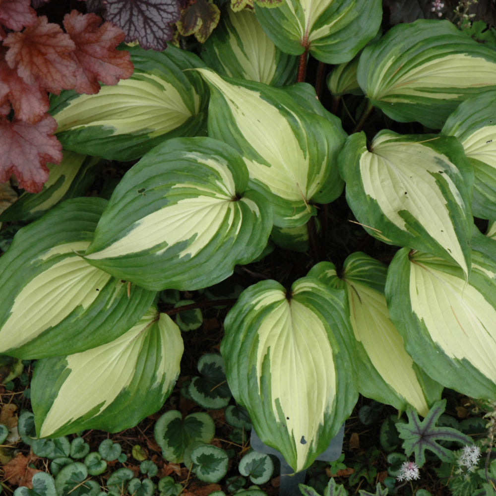 HOSTA RASPBERRY SUNDAE – Knippel Garden Centre