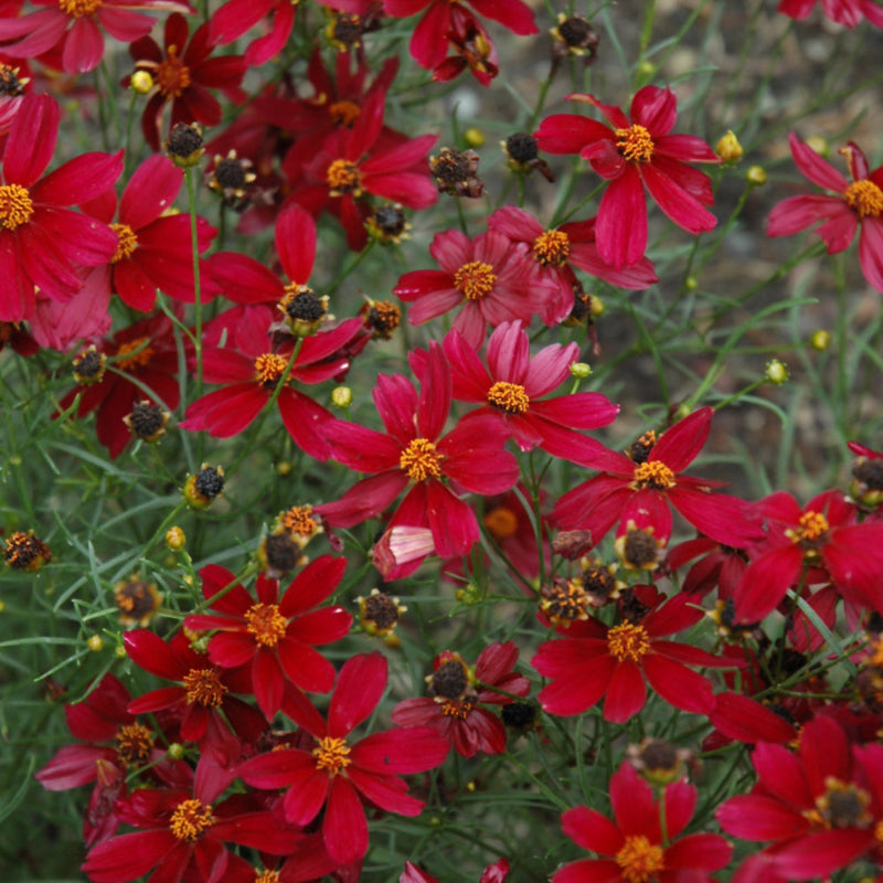 COREOPSIS RED SATIN – Knippel Garden Centre