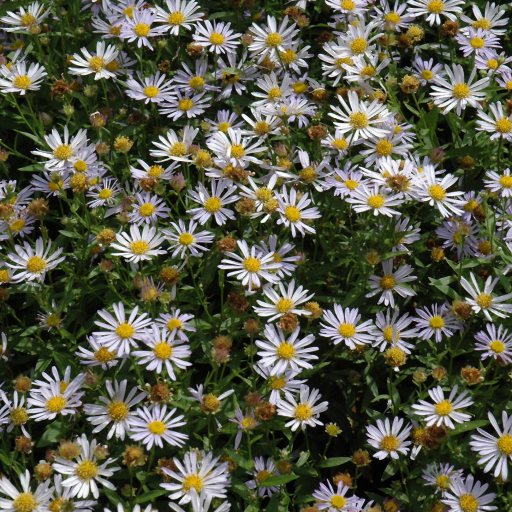 KALIMERIS INCISA BLUE STAR – Knippel Garden Centre