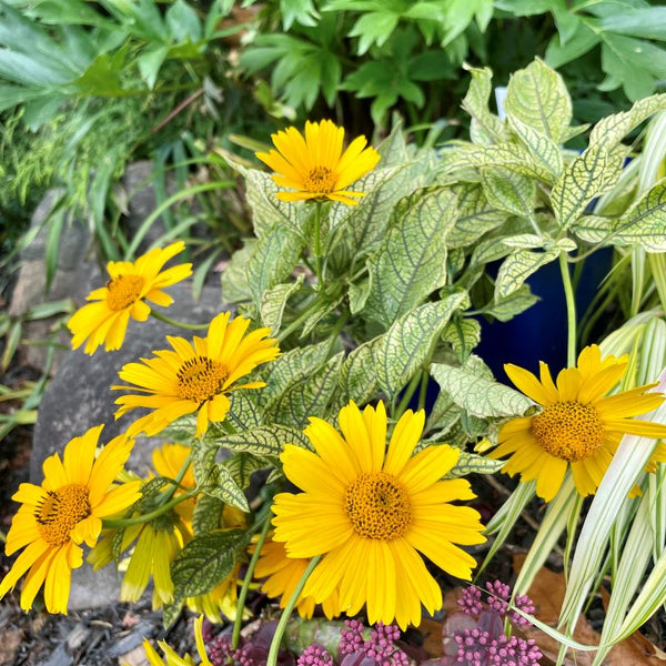 HELIOPSIS SUNSTRUCK – Knippel Garden Centre