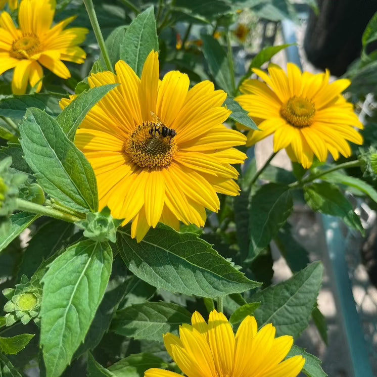 HELIOPSIS TUSCAN GOLD – Knippel Garden Centre