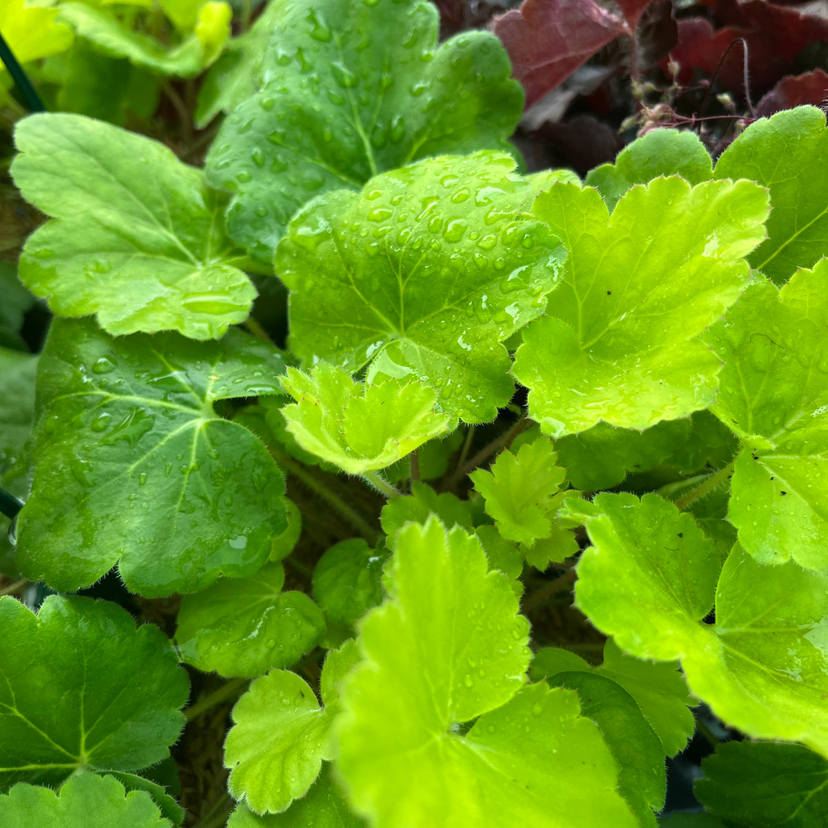 HEUCHERA NORTHERN EXPOSURE SIENNA – Knippel Garden Centre