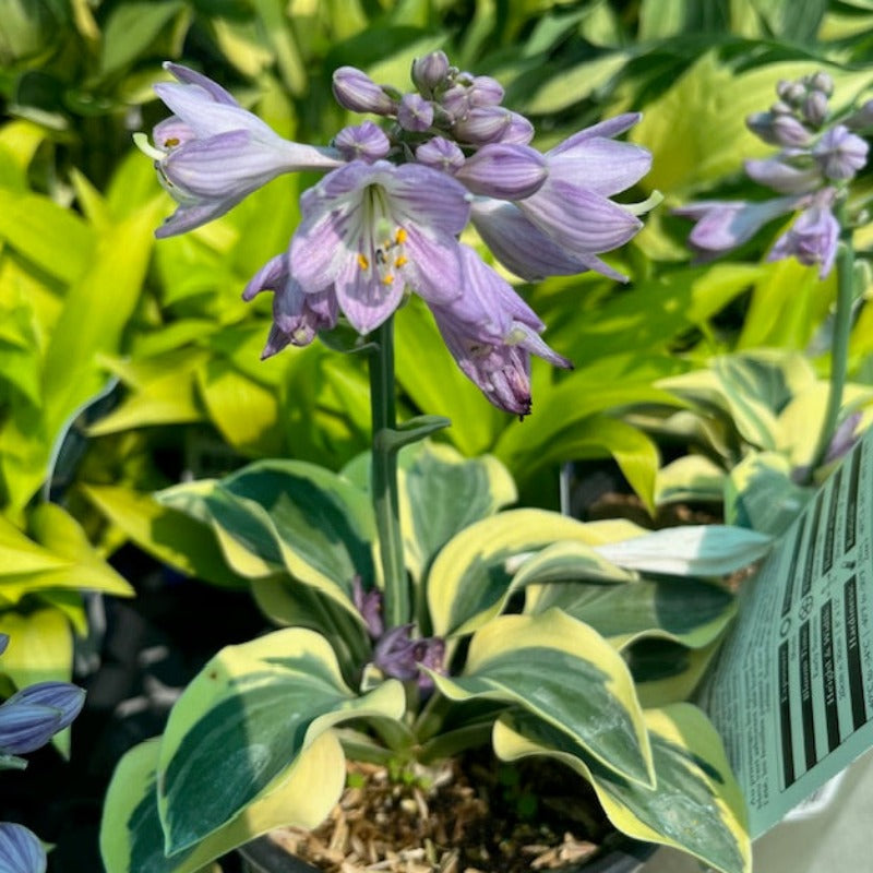 HOSTA MIGHTY MOUSE – Knippel Garden Centre