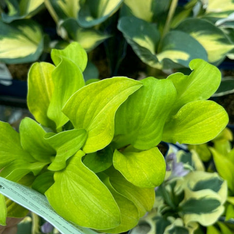 HOSTA SUN MOUSE – Knippel Garden Centre