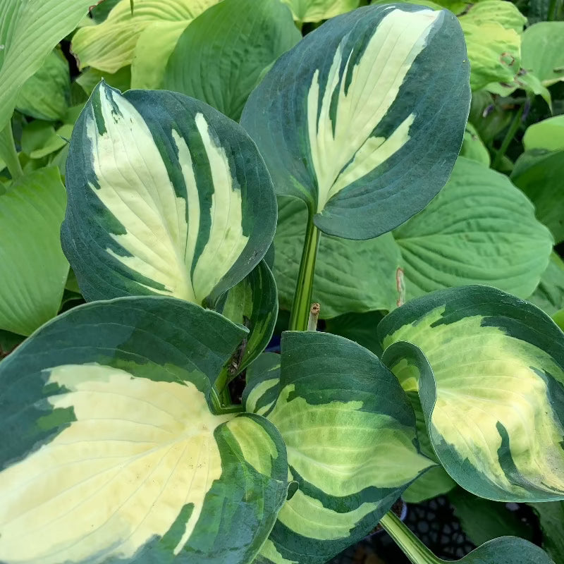 HOSTA THUNDERBOLT – Knippel Garden Centre