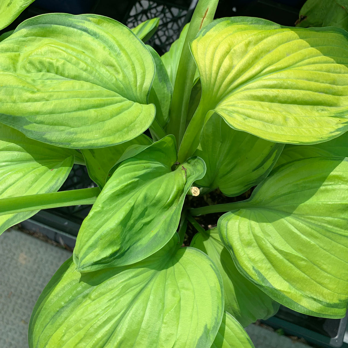 HOSTA BANANA KID – Knippel Garden Centre