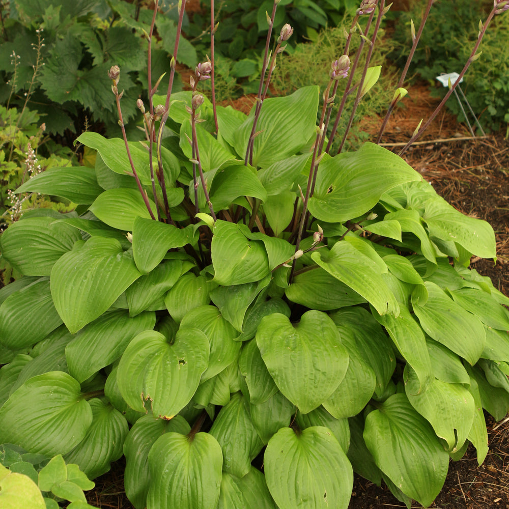 HOSTA DESIGNER GENES – Knippel Garden Centre