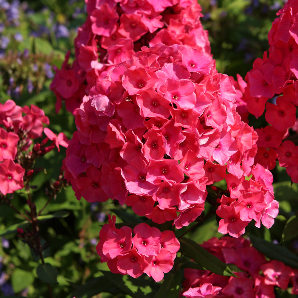 PHLOX SUPER KA POW CORAL – Knippel Garden Centre