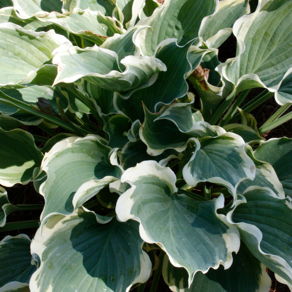 HOSTA HOPE SPRINGS ETERNAL – Knippel Garden Centre