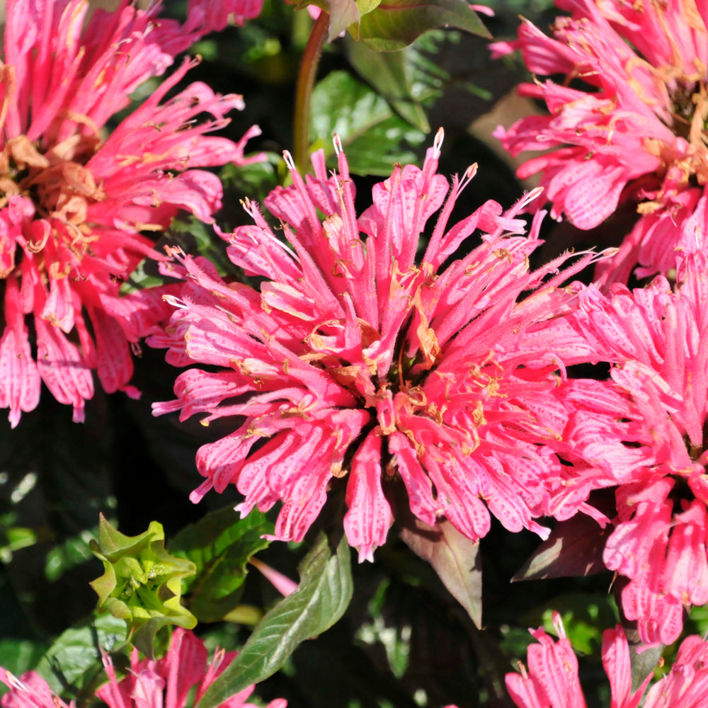 MONARDA PARDON MY ROSE – Knippel Garden Centre