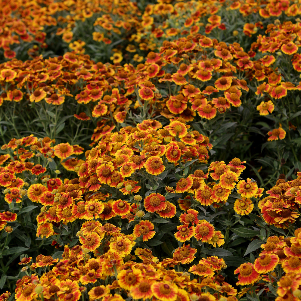HELENIUM SALUD EMBERS – Knippel Garden Centre