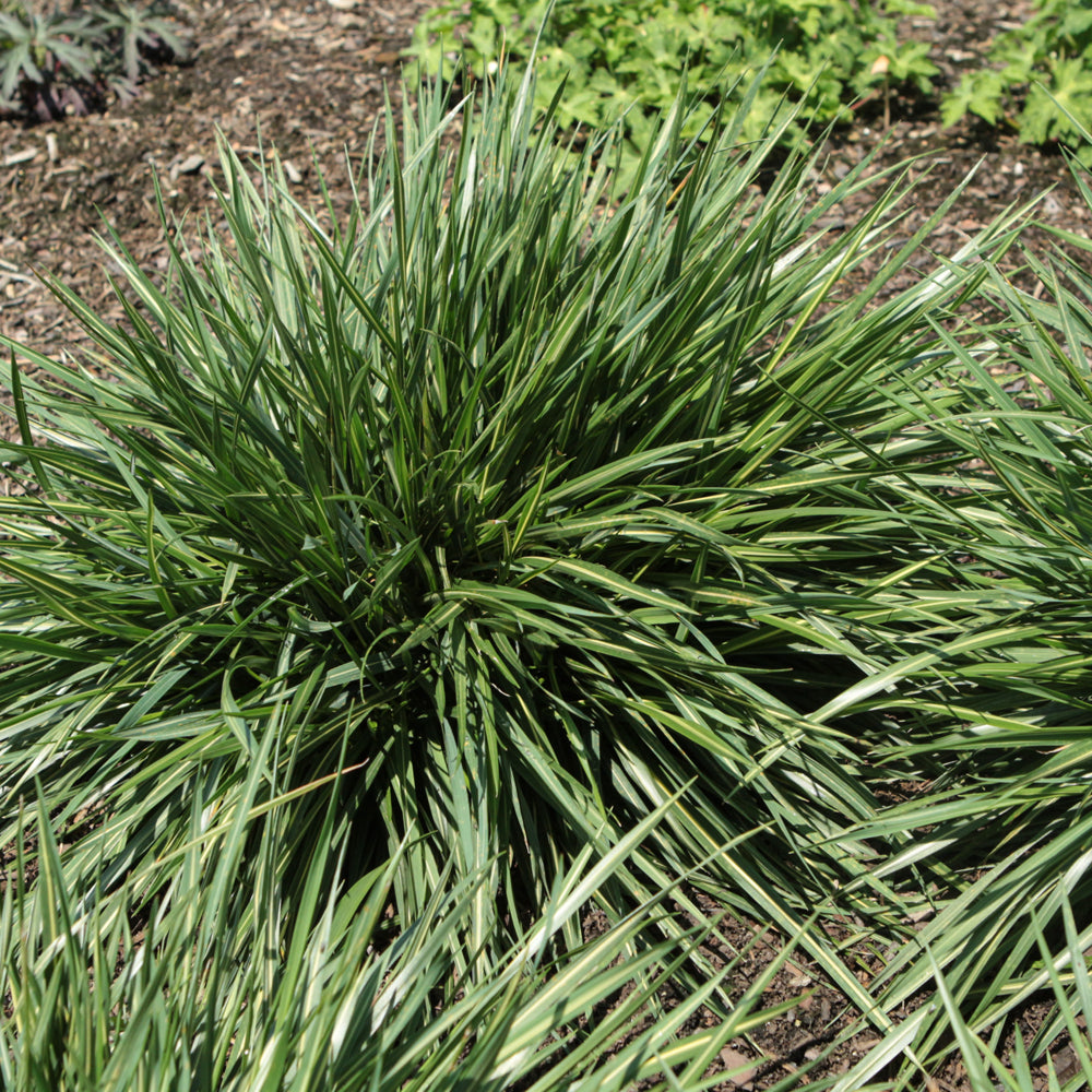 FESTUCA GLOW STICKS – Knippel Garden Centre