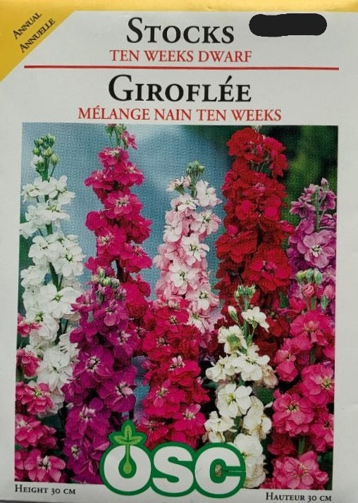 Seed- Stocks Ten Weeks Dwarf – Knippel Garden Centre