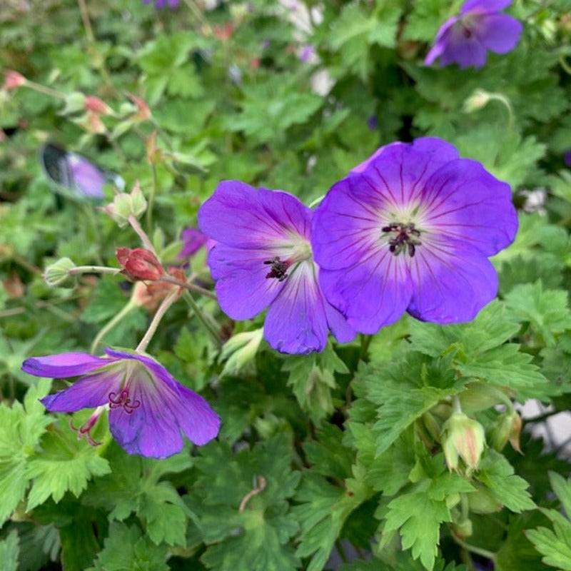 Geranium Rozanne Knippel Garden Centre
