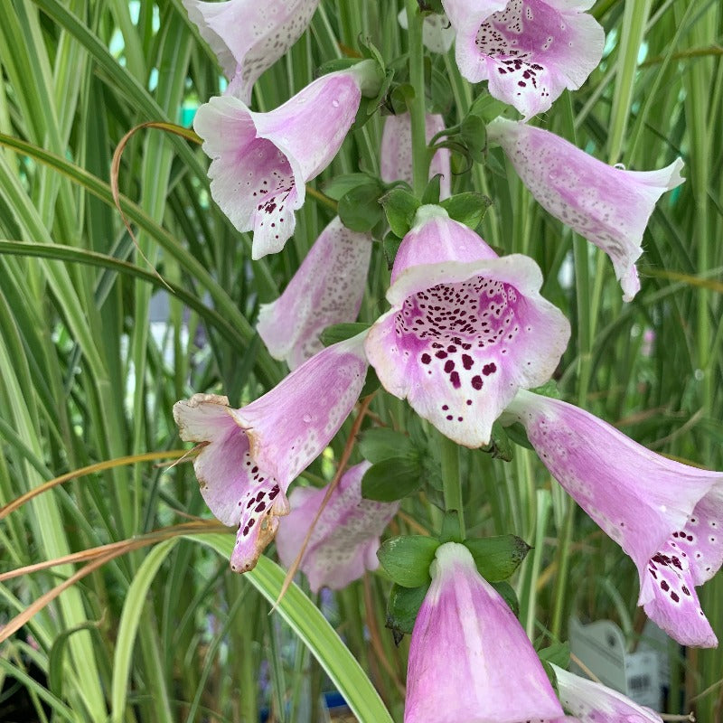 DIGITALIS CAMELOT LAVENDER – Knippel Garden Centre