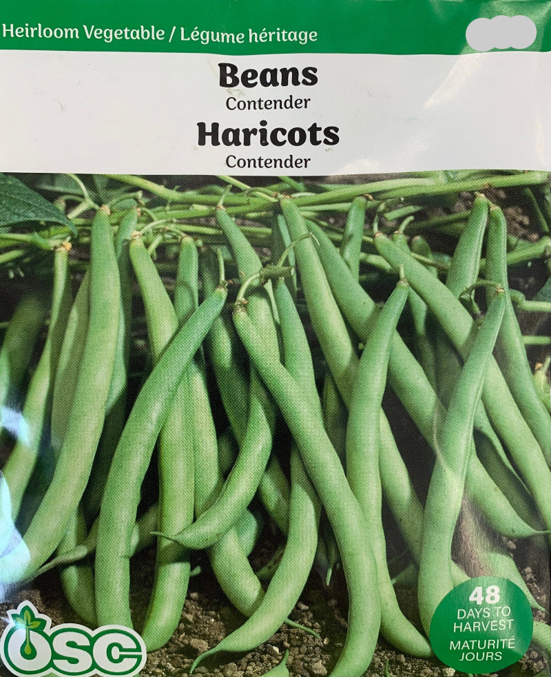 Seed- Beans Contender – Knippel Garden Centre