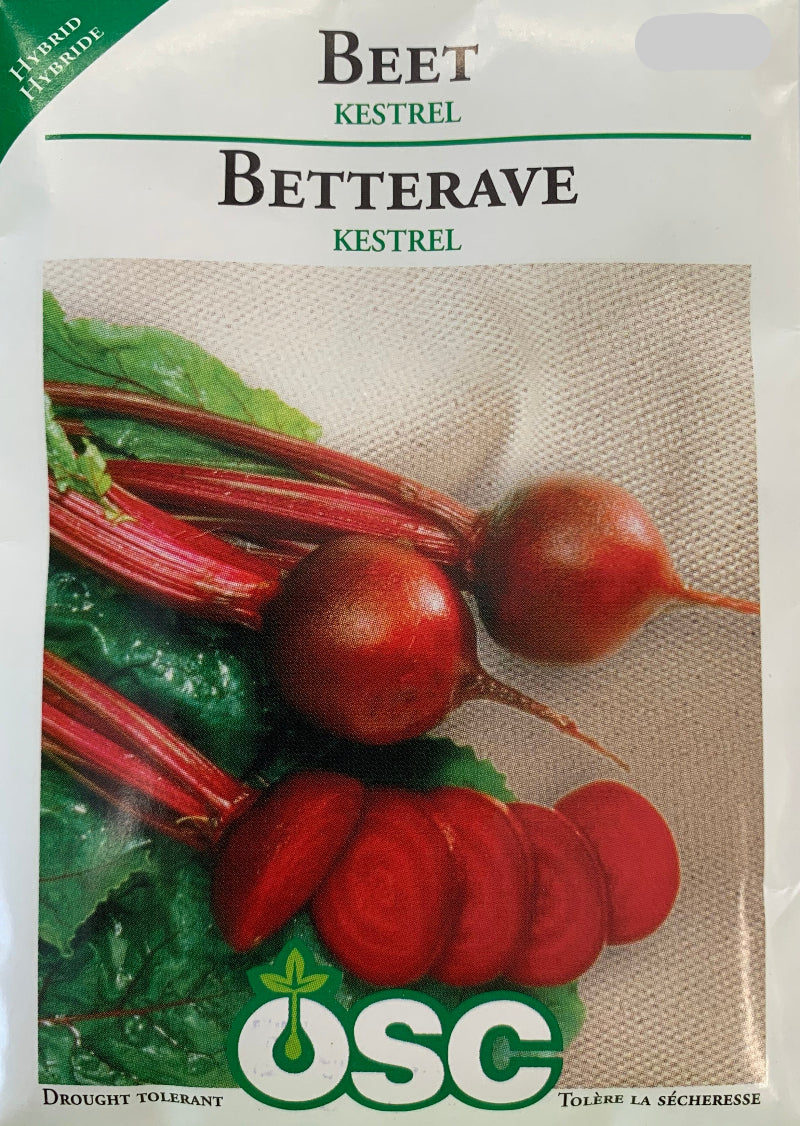 Seed- Beet Kestrel – Knippel Garden Centre