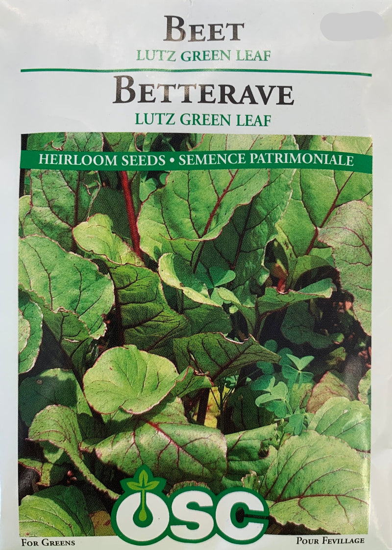 Seed- Beet Lutz Green Leaf – Knippel Garden Centre