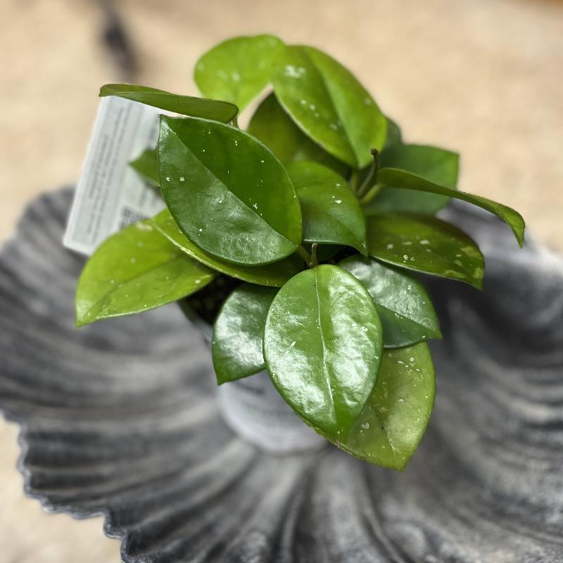 HOYA CARNOSA FRECKLED SPLASH – Knippel Garden Centre