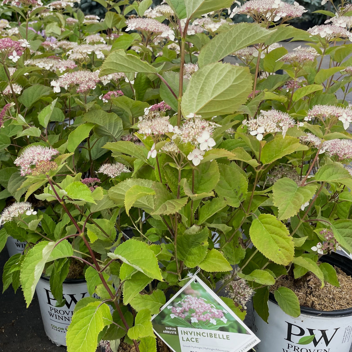 HYDRANGEA INVINCIBELLE LACE – Knippel Garden Centre