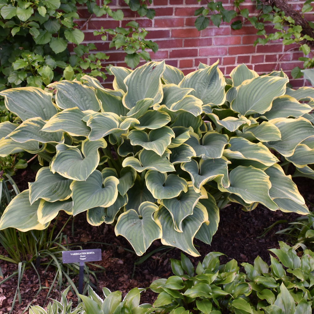 HOSTA SAGAE – Knippel Garden Centre