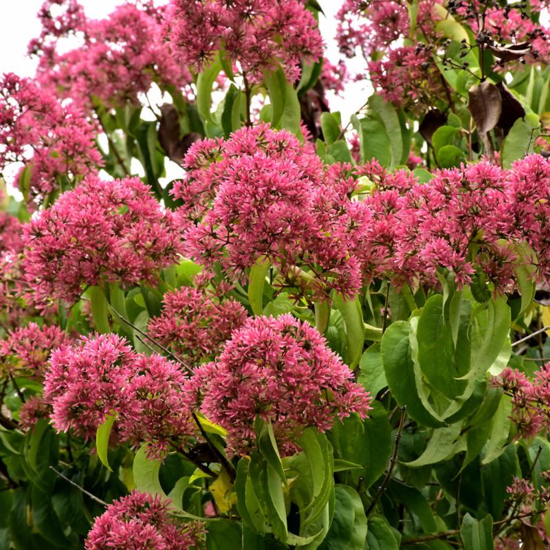 SEVEN SON FLOWER TEMPLE – Knippel Garden Centre