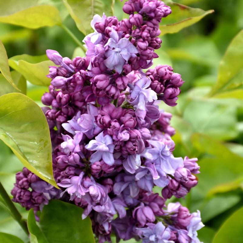 LILAC KATHERINE HAVEMEYER – Knippel Garden Centre