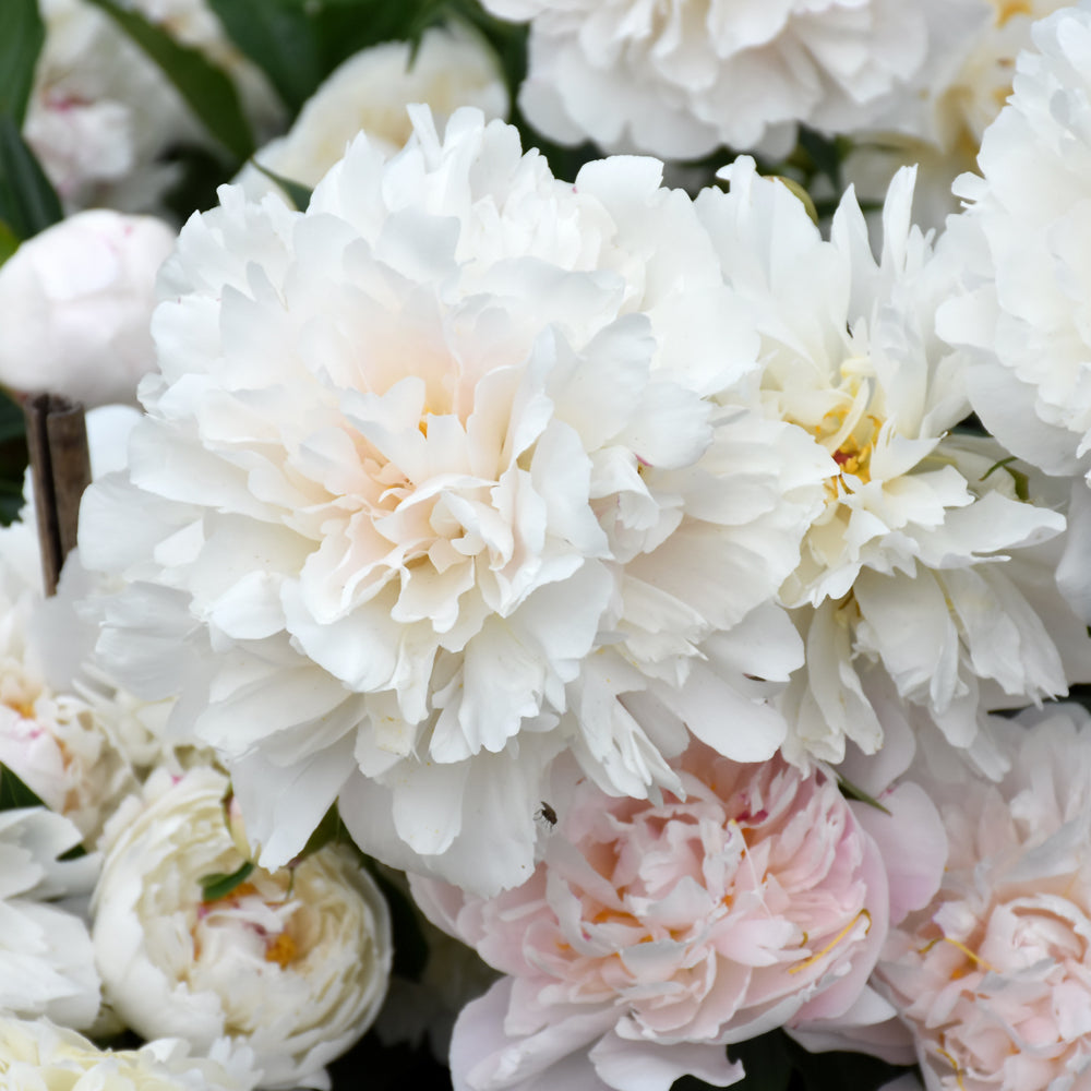 PAEONIA SOLANGE – Knippel Garden Centre