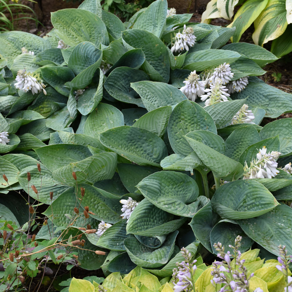 HOSTA BLUE VISION – Knippel Garden Centre