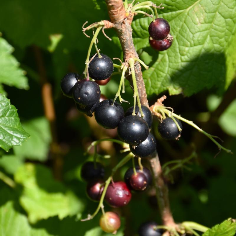 CURRANT CONSORT – Knippel Garden Centre