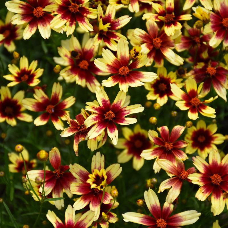 COREOPSIS RED CHIFFON – Knippel Garden Centre