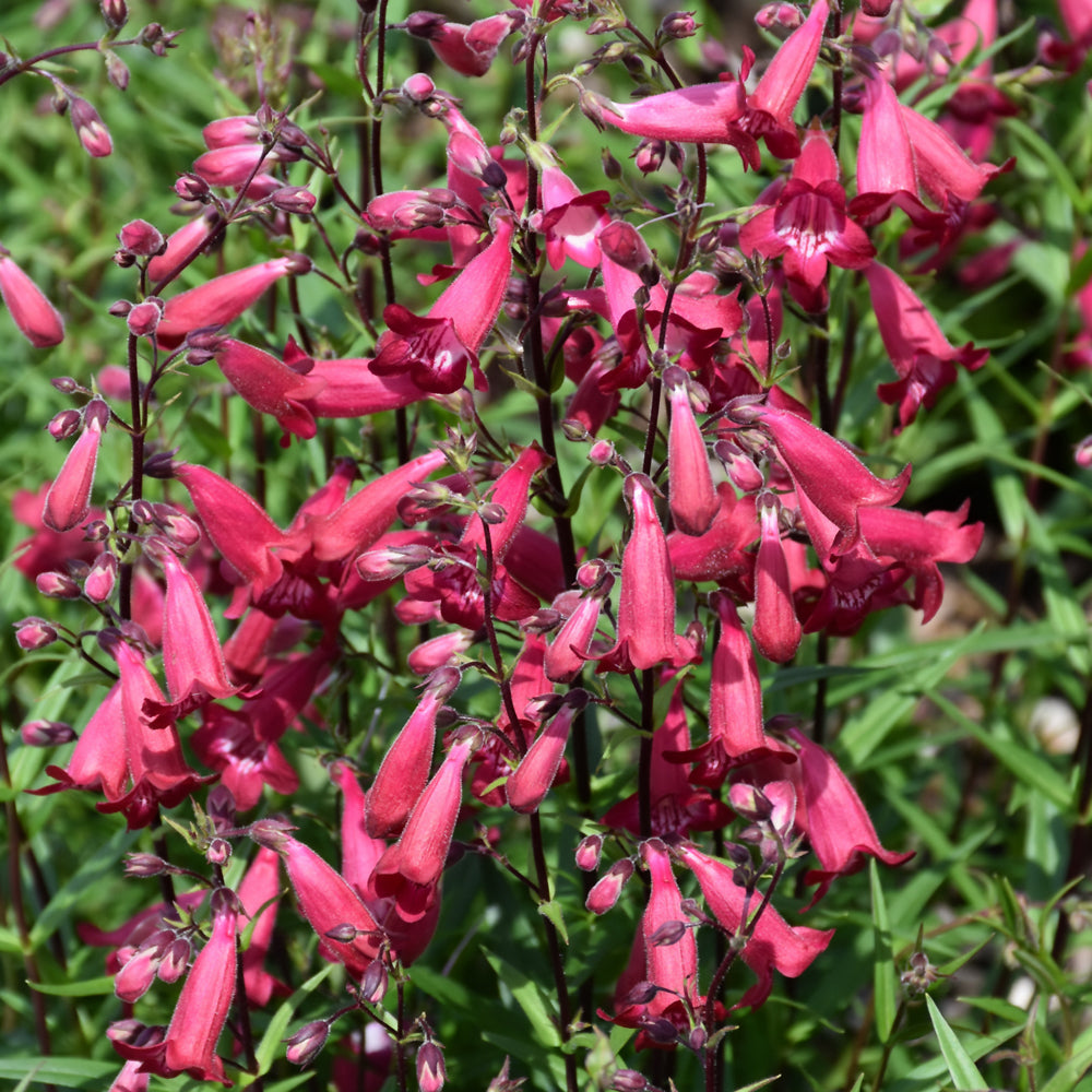 PENSTEMON MISSIONBELLS DEEP ROSE – Knippel Garden Centre