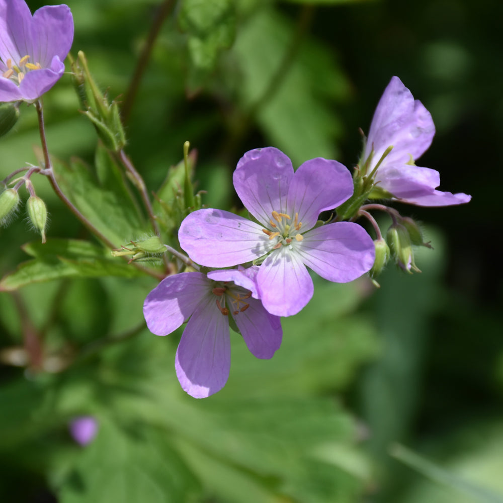 GERANIUM MACULATUM – Knippel Garden Centre