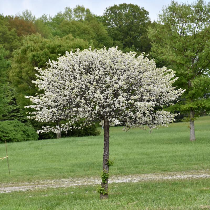 CRABAPPLE LOLLIPOP – Knippel Garden Centre