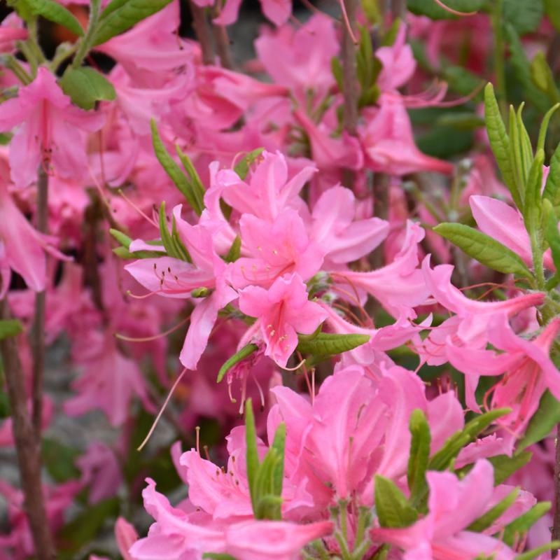 AZALEA NORTHERN HI-LIGHTS – Knippel Garden Centre