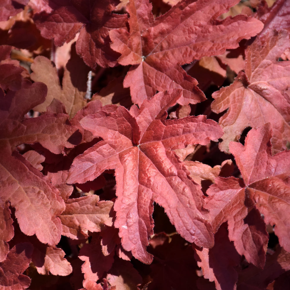 HEUCHERELLA RED ROVER – Knippel Garden Centre