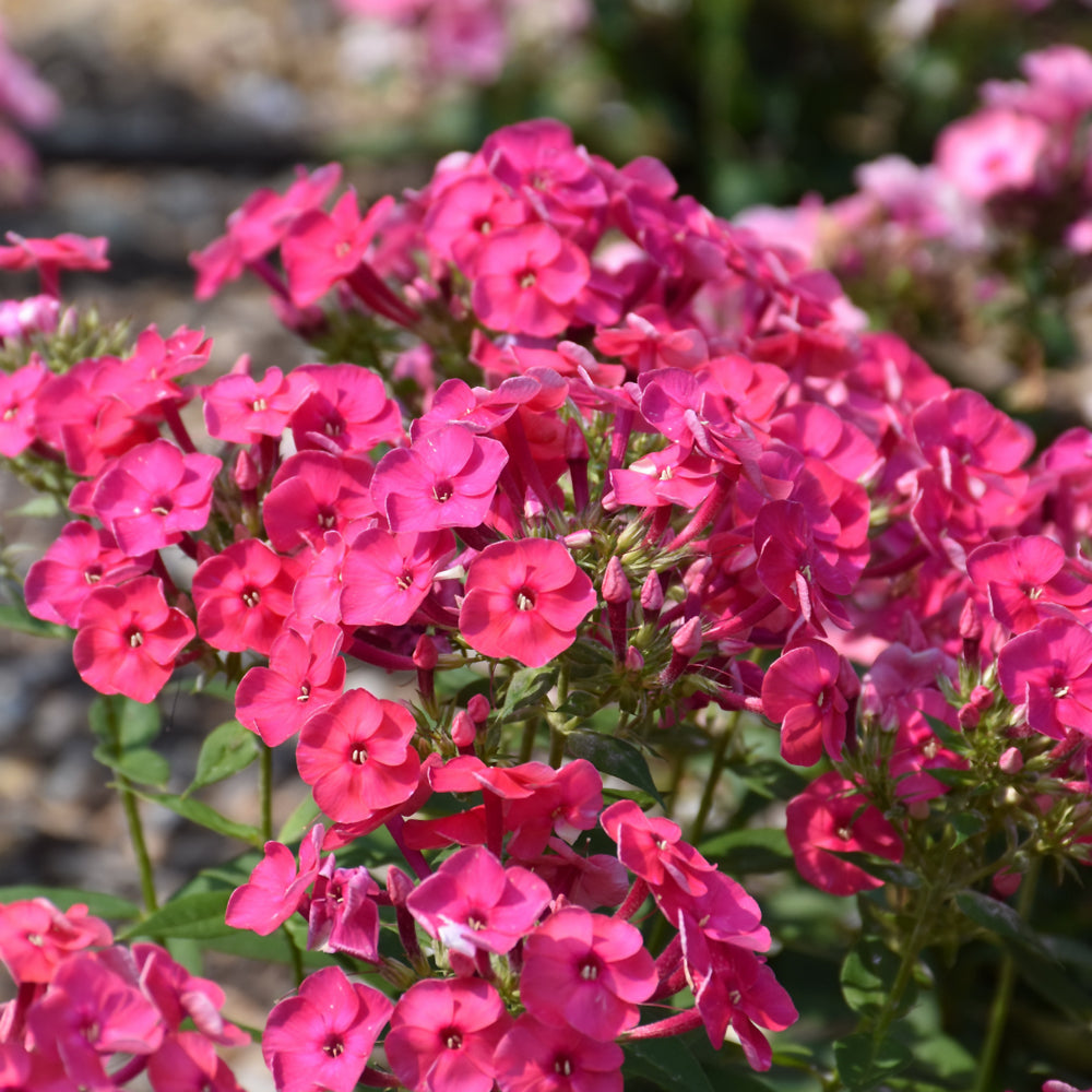 PHLOX KA POW PINK – Knippel Garden Centre