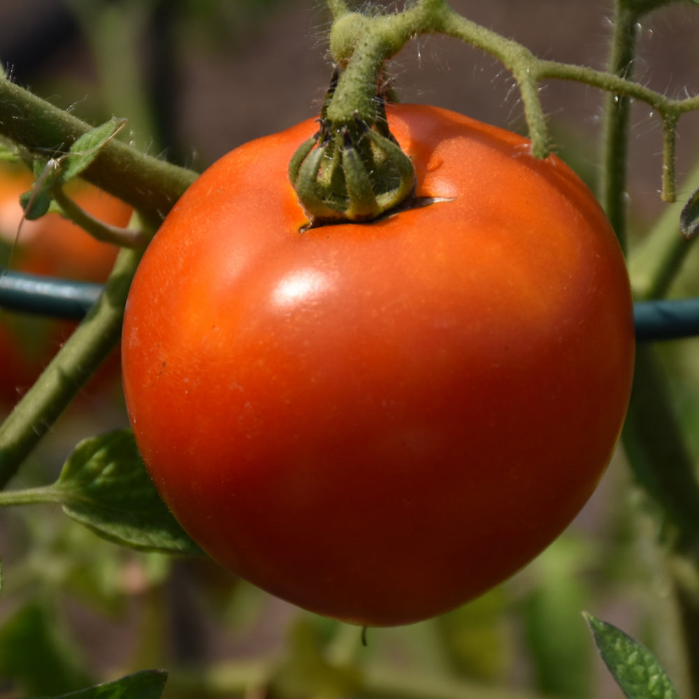Seed- Stake Tomato Better Boy VFN – Knippel Garden Centre