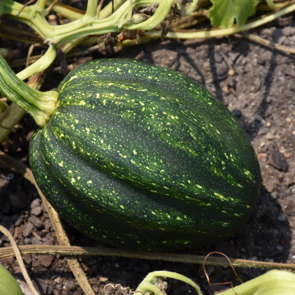 Seed - Winter squash table queen or acorn – Knippel Garden Centre